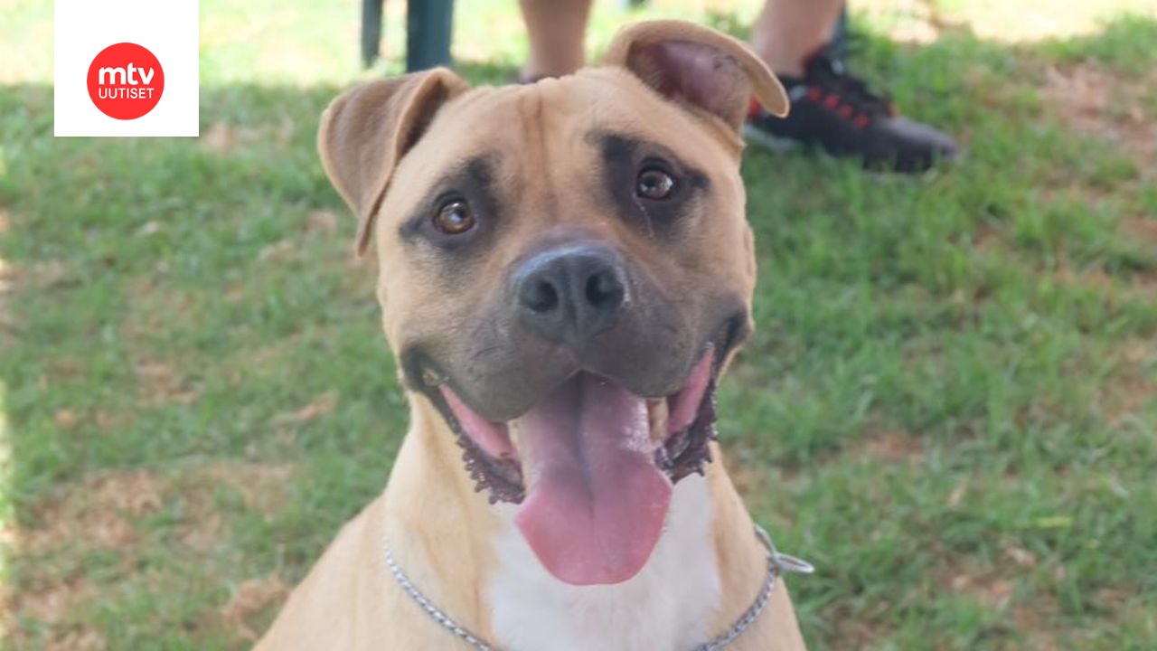 Pitbull katosi Espoossa kaupan pihasta 10 minuutissa: "Panta, hihna ja ...
