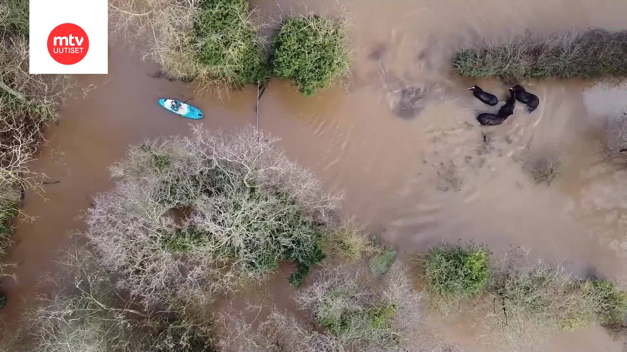Sup-lautailija pelasti neljä tulvivalle laitumelle jumiin jäänyttä ...