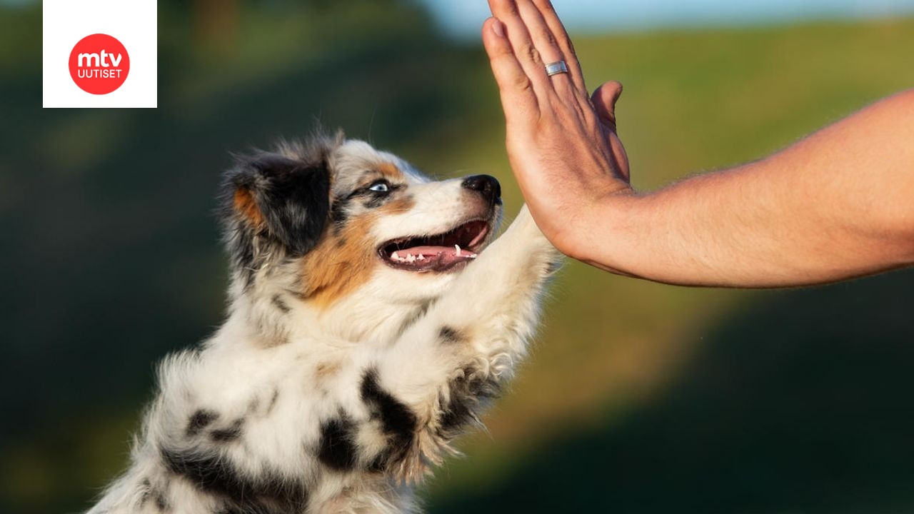 Koira antoi tassua – mutta pilailikin sitten huvittavalla tavalla | MTV ...