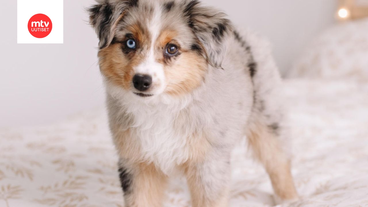 Australianpaimenkoira näytti pennulle, miten istutaan | MTV Uutiset