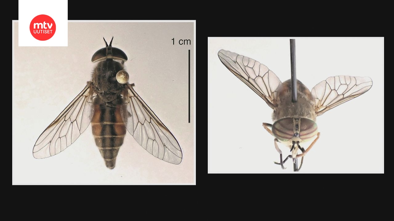 Onko käynnissä kaikkien aikojen paarmakesä? Tutkija kertoo miksi | MTV ...
