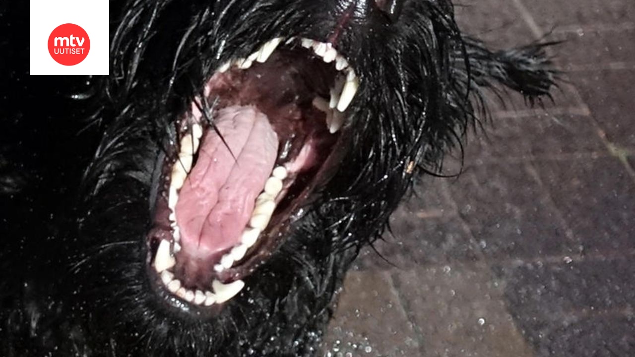 Iso koira puri lasta vatsaan Lahdessa – omistaja usutti eläimen ...