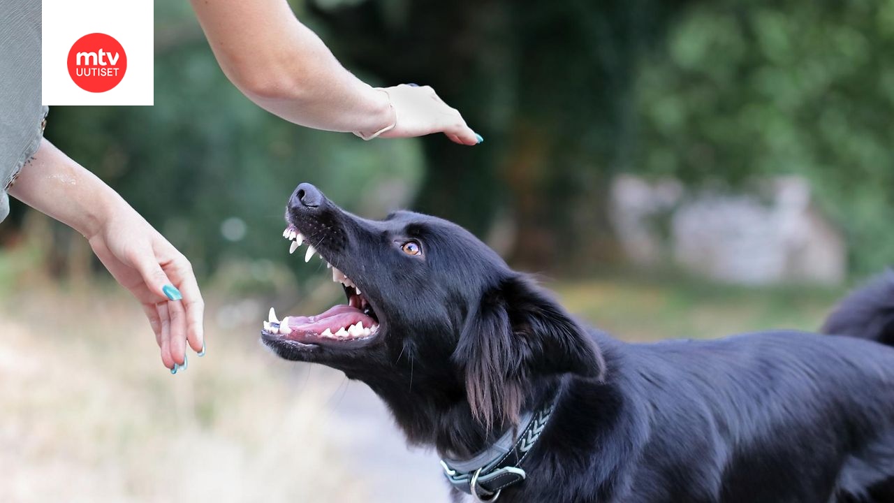 Iso koira hyökkäsi lasten kimppuun kahdesti Oulussa | MTV Uutiset