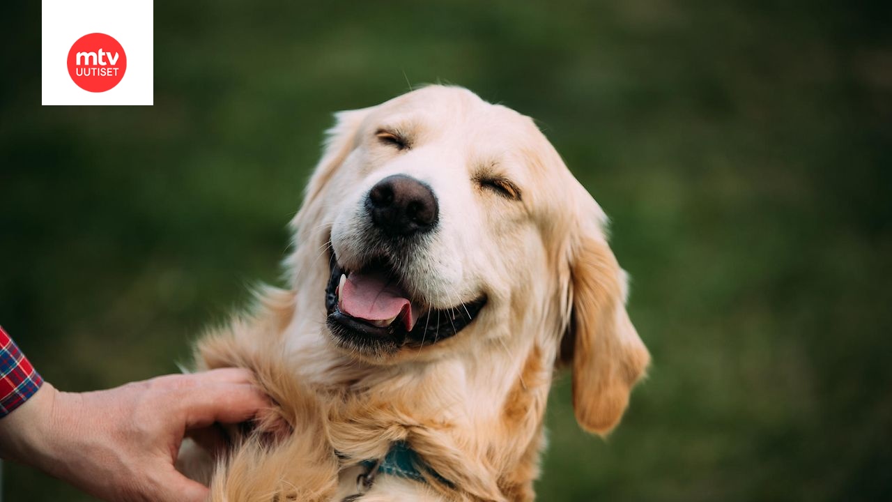 Ruokaviraston koirarekisteriin ilmoitettu vasta pieni osa koirista ...