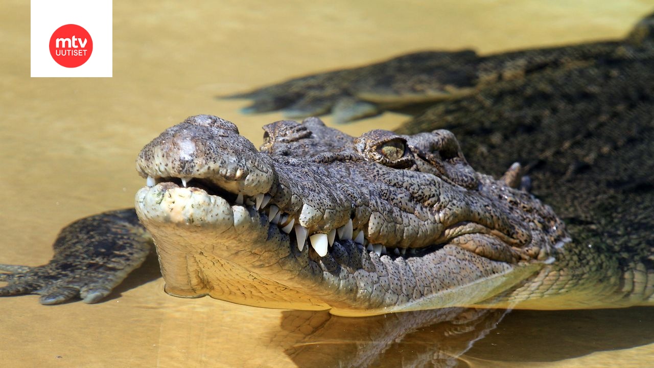 Australialaismies hätisti krokotiilin pois paistinpannun avulla | MTV ...