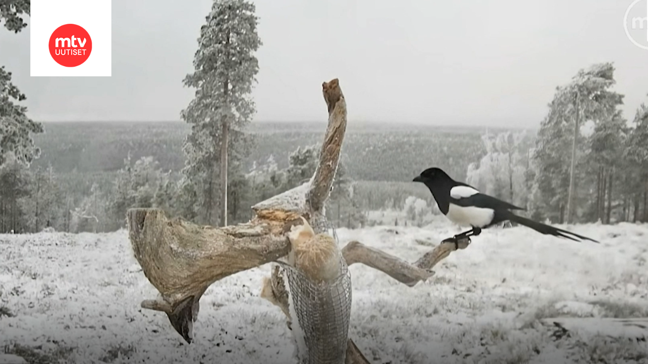 Tipitii! Katso kooste luontoliven ensimmäisestä päivästä | MTV Uutiset