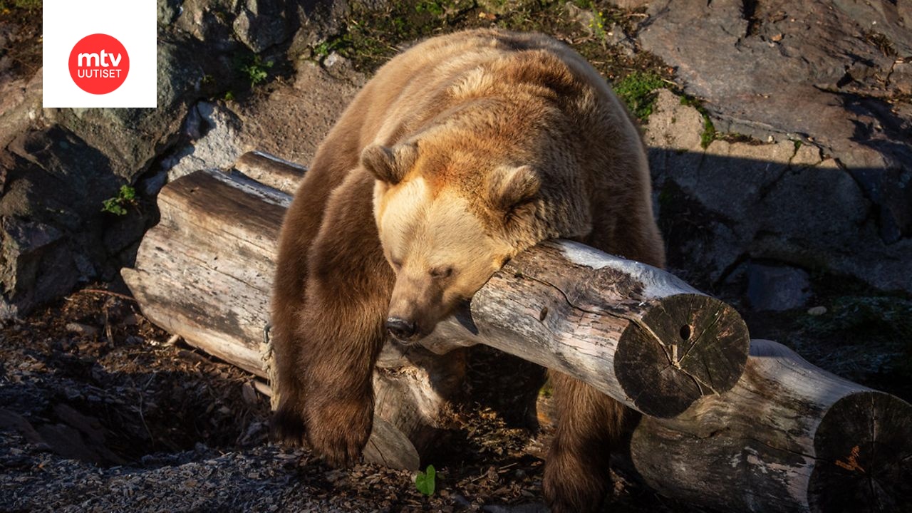 Korkeasaaren karhut siirtyivät talviunille | MTV Uutiset