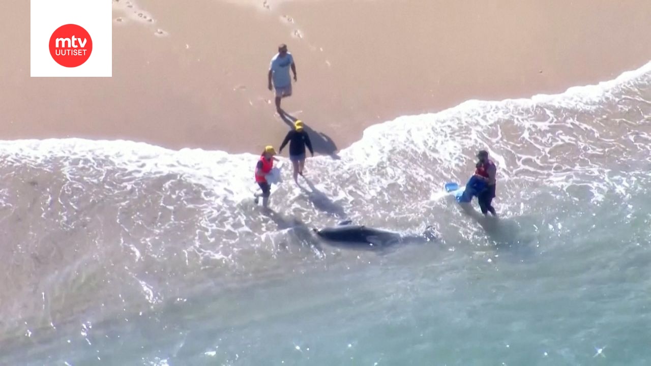 Delfiini kuoli rantahietikolle – hain hampaanjäljet kyljissä ...