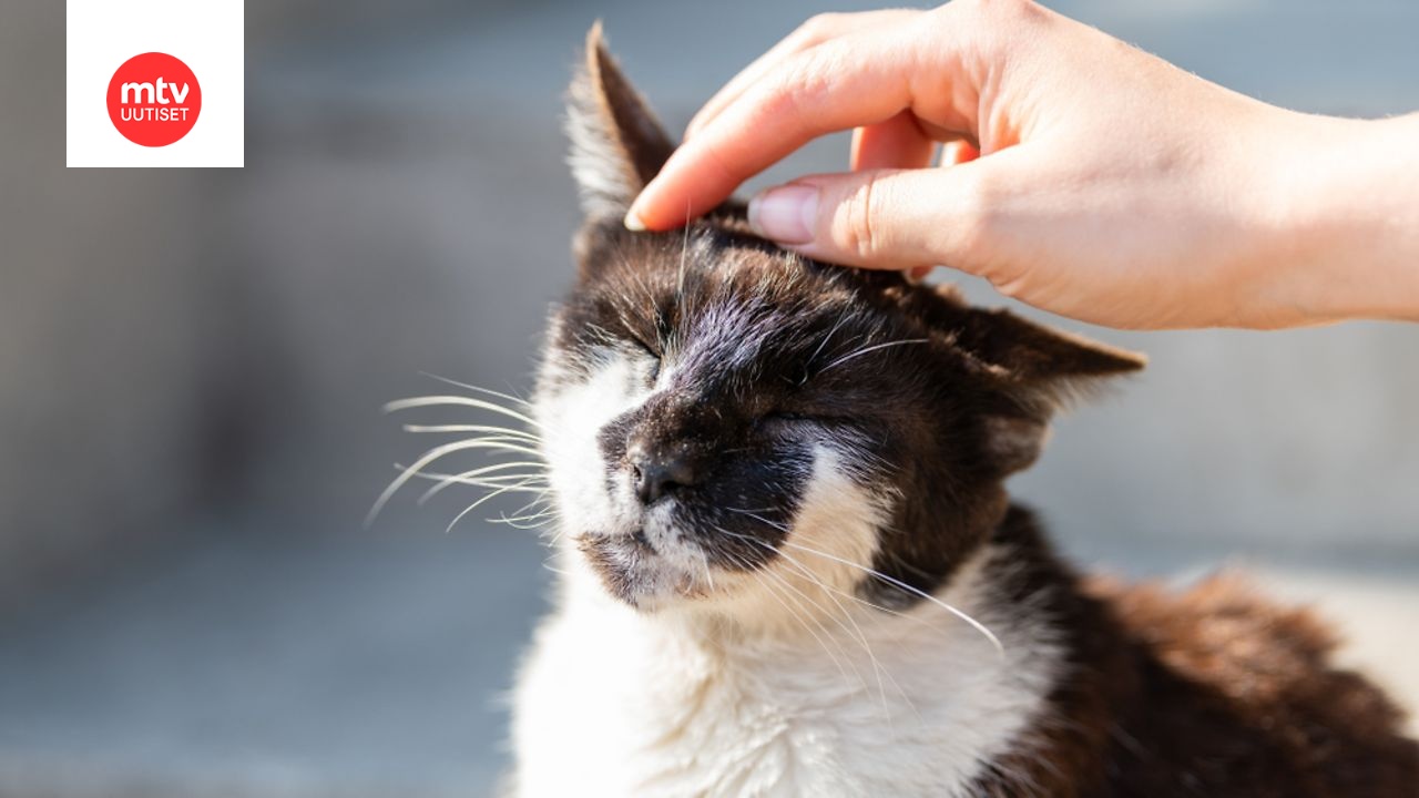 Kissa puri ulkomailla – rabiesta pelännyt Sarah sai jättilaskun | MTV ...