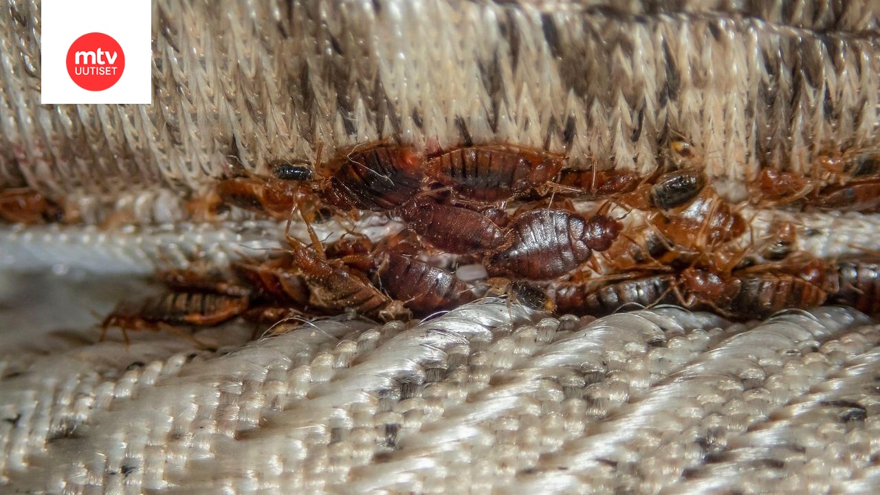 Luteet söivät mielisairaan vangin elävältä Yhdysvalloissa | MTV Uutiset