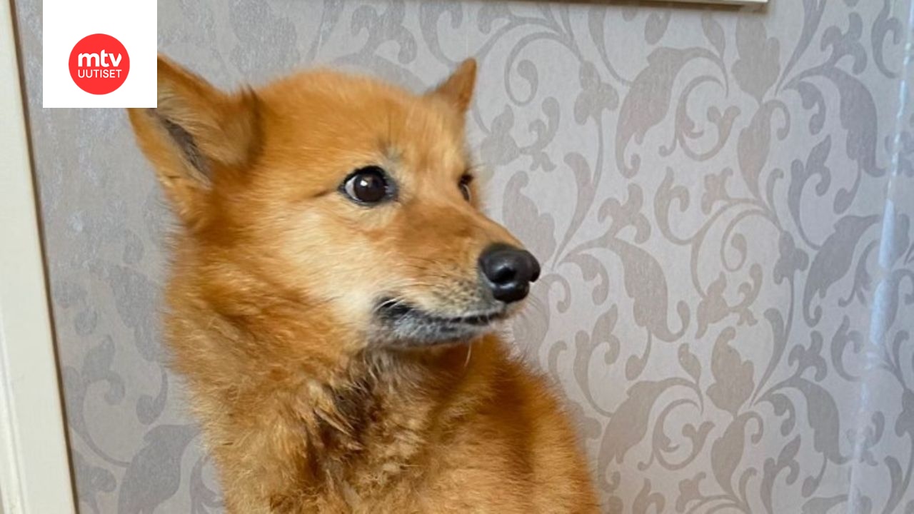 Varokaa heikkoa jäätä – koira putosi pihalammen jäihin | MTV Uutiset
