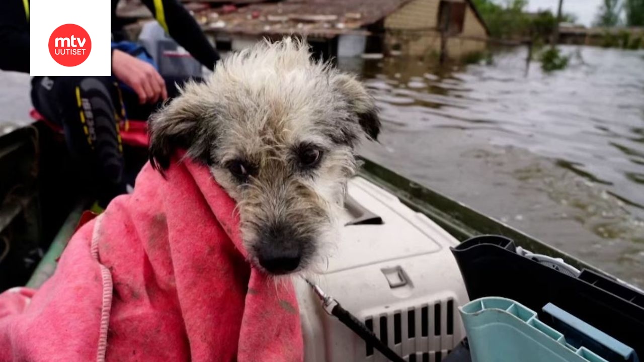 Koskettava video Ukrainasta – Eläinten pelastus jatkuu | MTV Uutiset