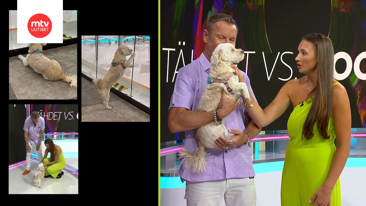 Renny ja Johanna Harlinin Myy-koira keskeytti kuvaukset | MTV Uutiset
