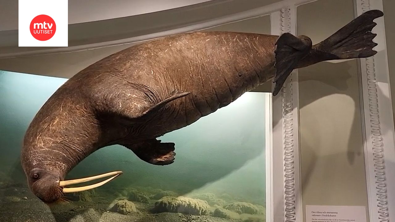 Konservoitu Haminan mursu julkistettiin | MTV Uutiset