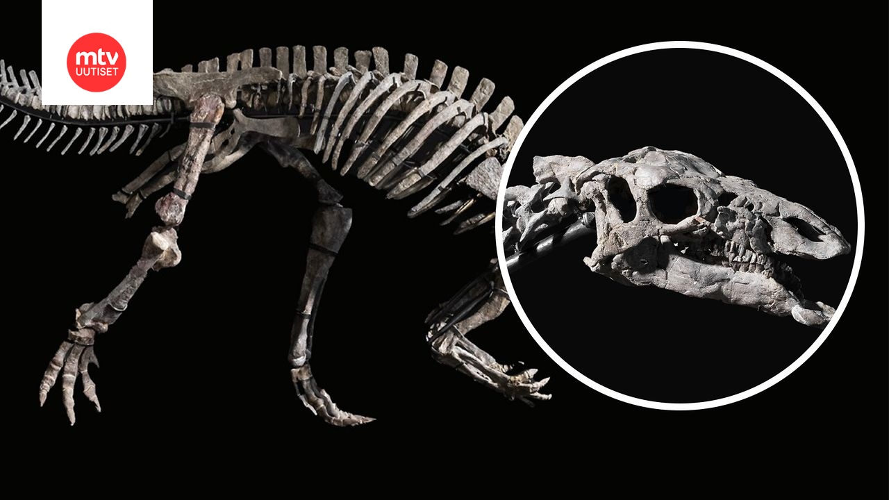 Pariisissa huutokaupataan 150 miljoonaa vuotta vanhaa Barry ...