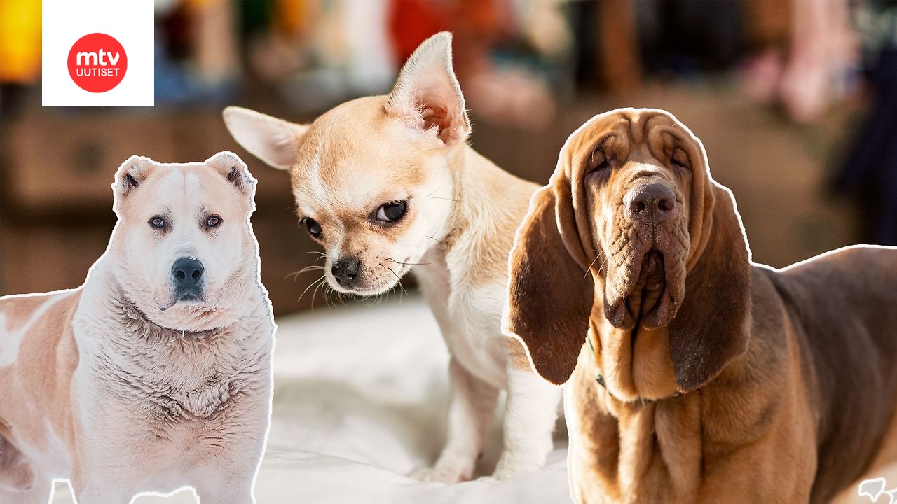 Koirarodut, joita koirankouluttaja ei ottaisi itse | MTV Uutiset