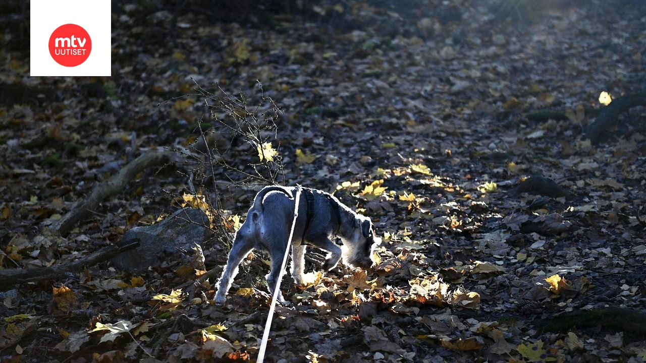Näin otat ilon irti pimeässä ulkoulusta | MTV Uutiset