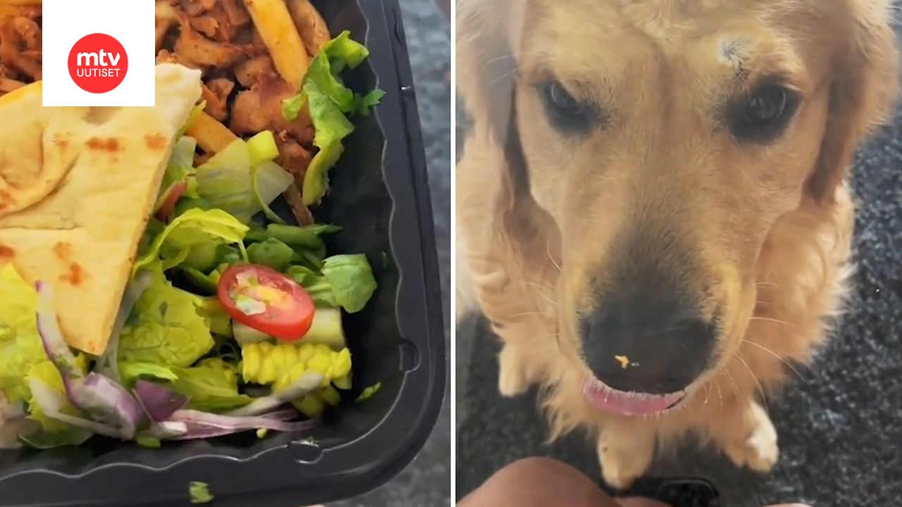 Koiranomistajan ei kannata hankkia lasista ruokapöytää | MTV Uutiset