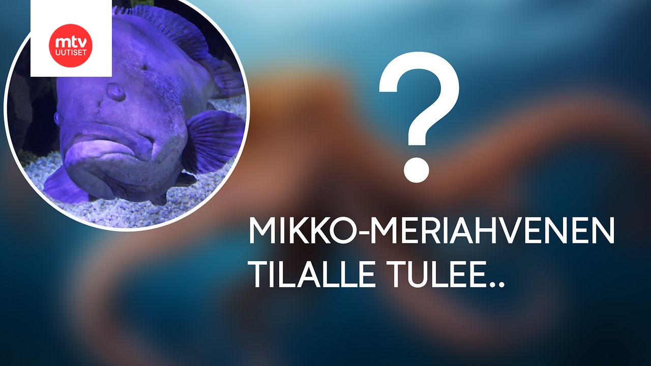Mikko-meriahvenen akvaarioon muutti uusi asukas | MTV Uutiset