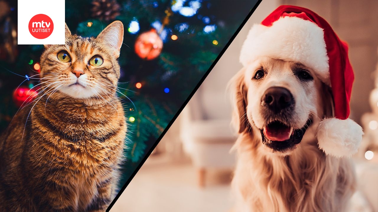 Joulu kissa- ja koiratalouksissa: Suklaa, kukat ja joulukoristeet ...