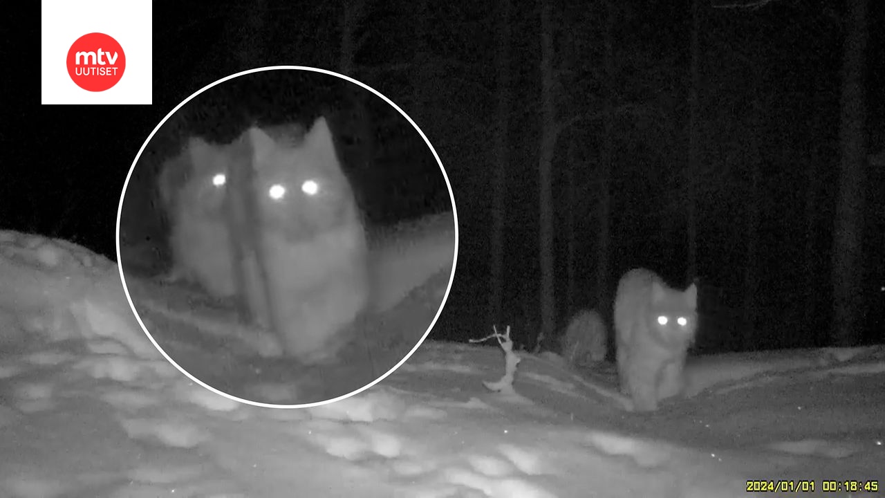 Sepon riistakamera tallensi ilvesperheen hiippailut | MTV Uutiset