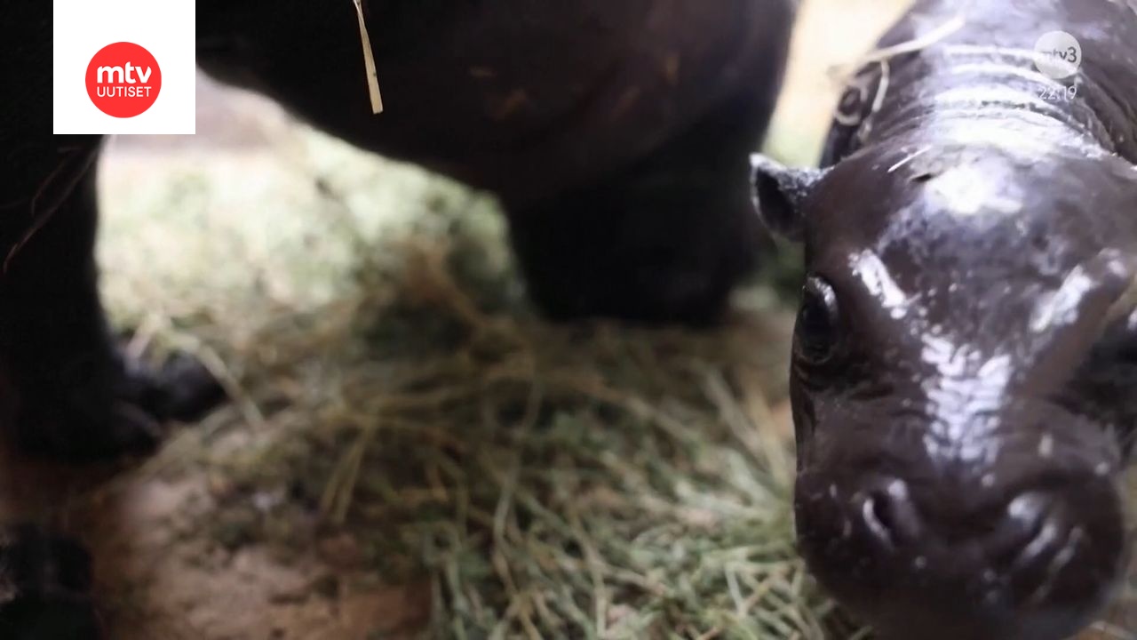 Uhanalainen kääpiövirtahepo sai poikasen eläintarhassa | MTV Uutiset