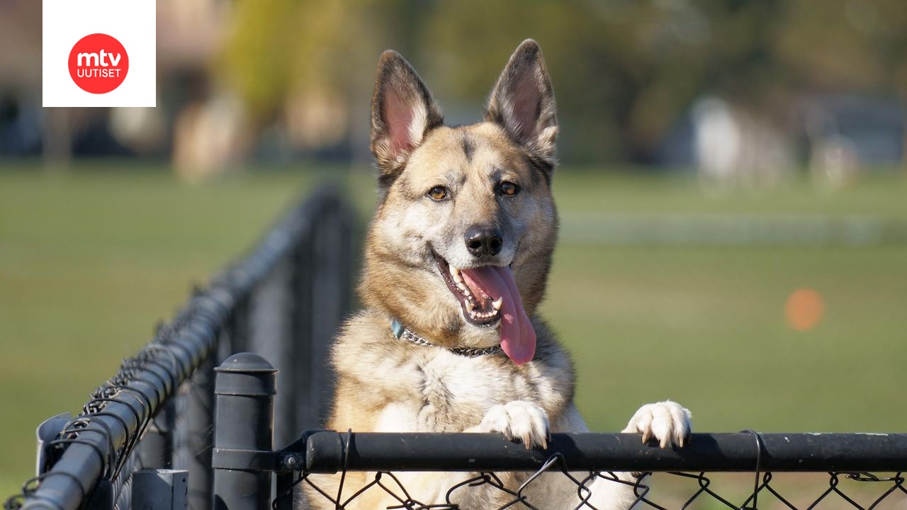 Koirapuistosta pitää poistua, jos koira ei tule toimeen muiden kanssa | MTV Uutiset