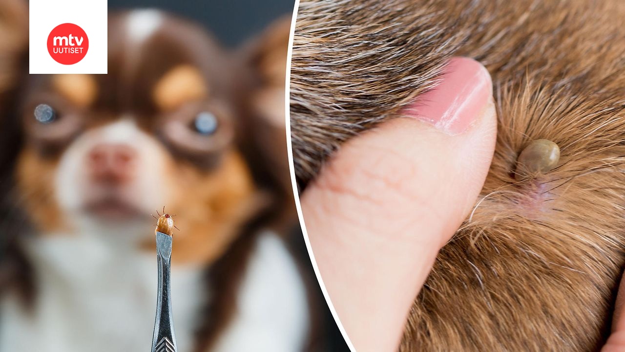 Miltä näyttää koirien punkkikesä? | MTV Uutiset