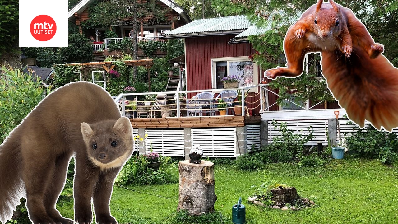 Näätä tai minkki mökillä voi tulla kalliiksi | MTV Uutiset