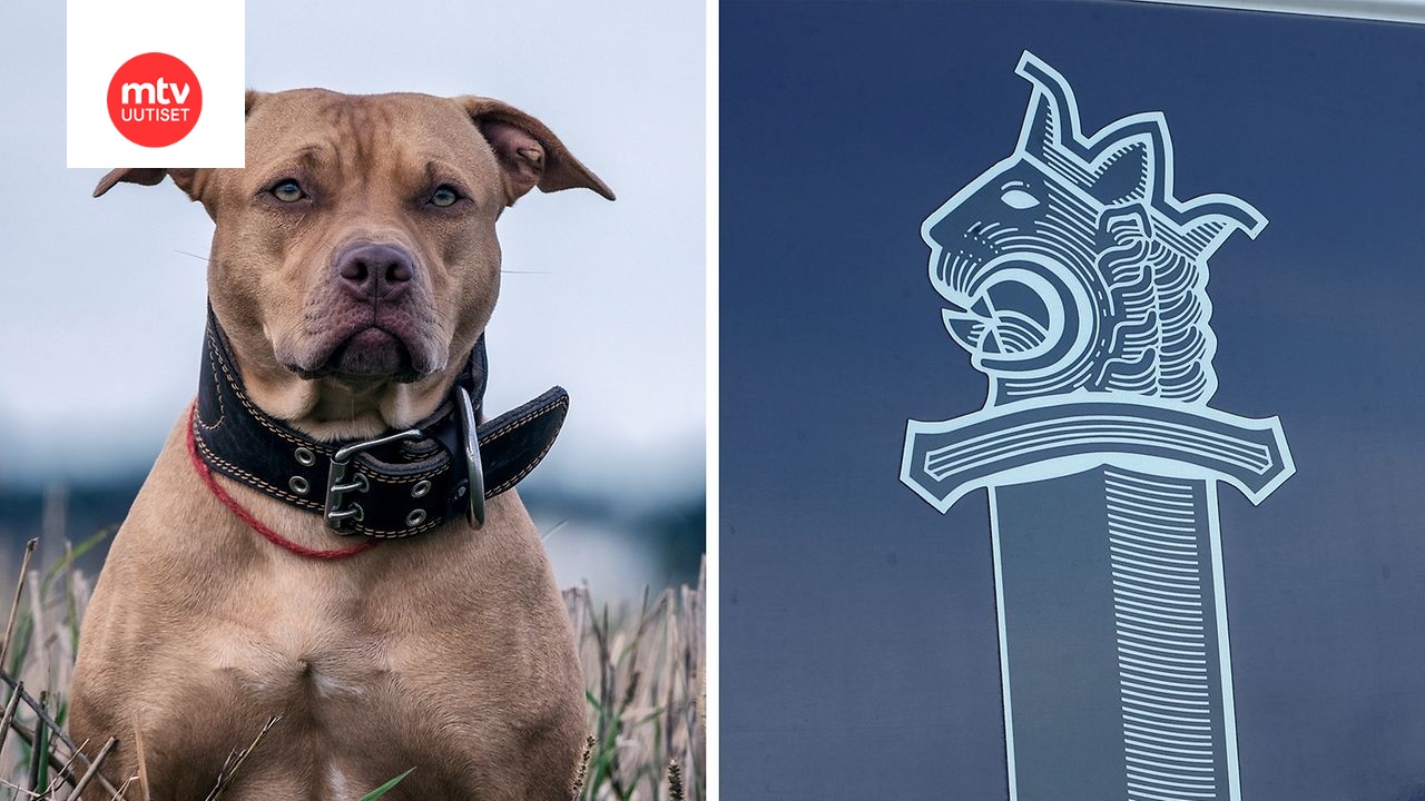 Oikeus määräsi Vallilan koirahyökkäyksen koiran lopetettavaksi | MTV ...