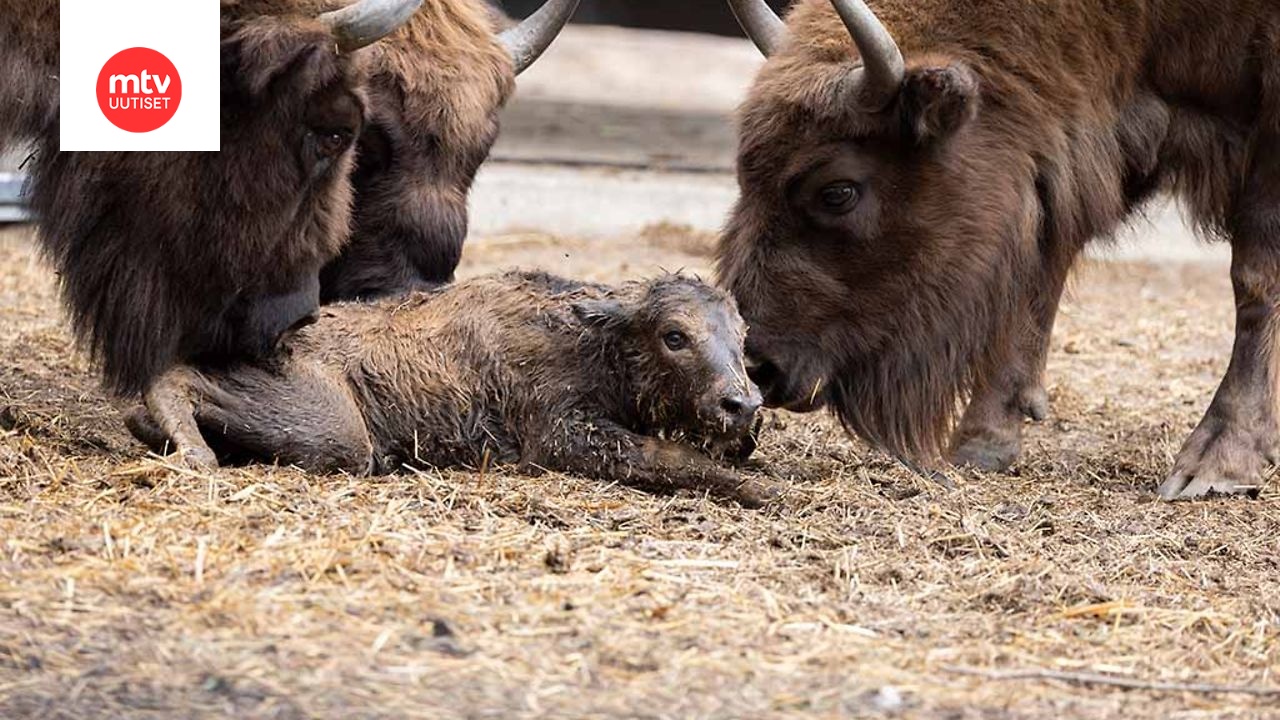 Korkeasaaressa todistettiin visenttivasikan syntymää | MTV Uutiset