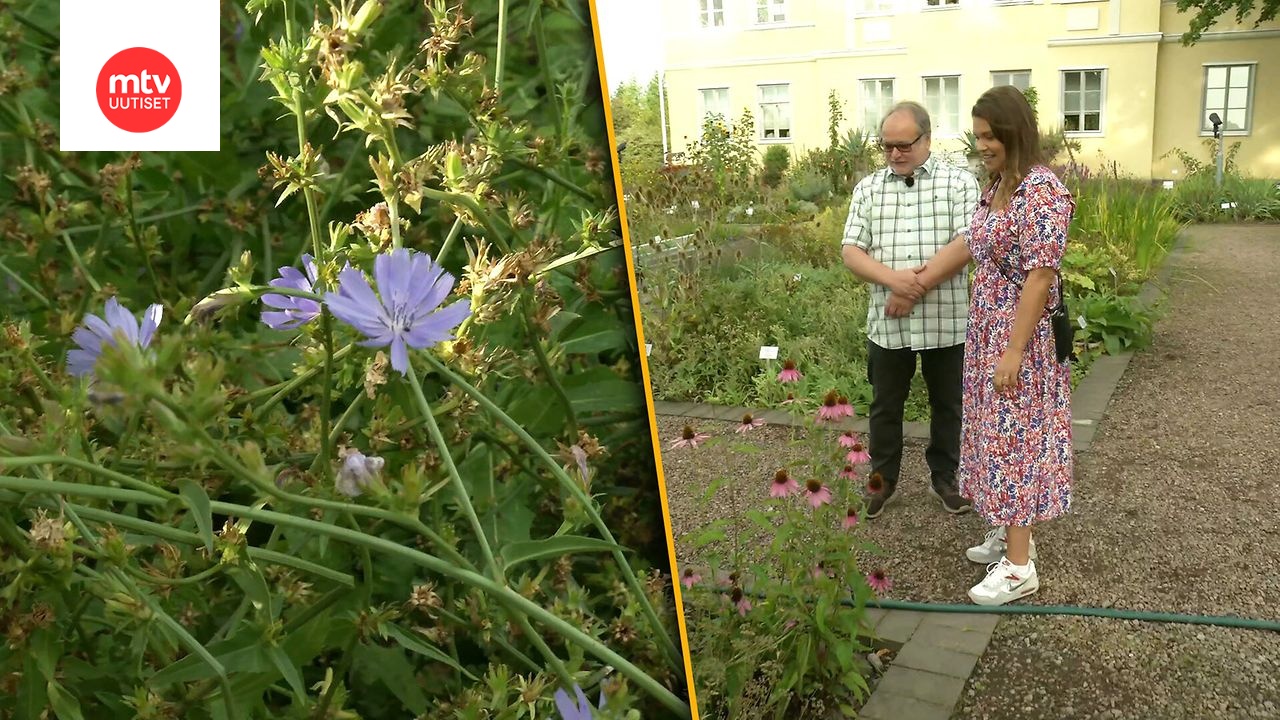 Aspiriini on lähtöisin mesiangervosta | MTV Uutiset