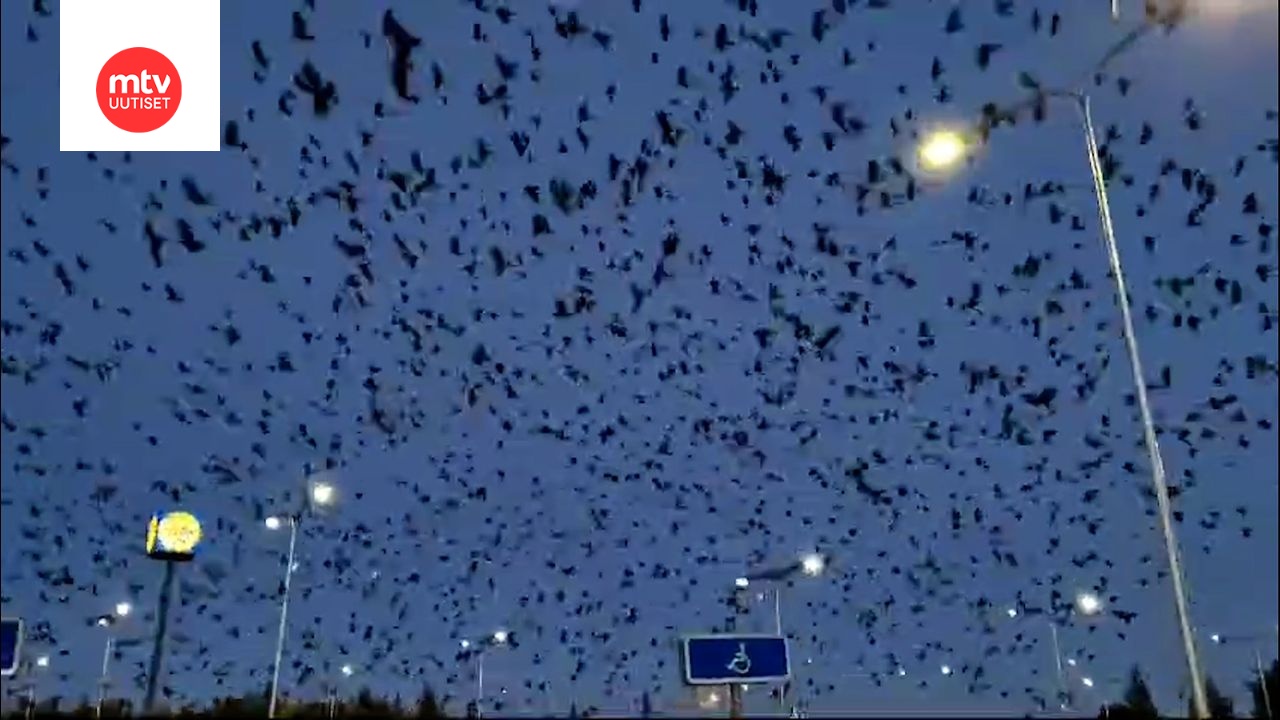 Linnut lensivät kuin Hitchcockin elokuvassa | MTV Uutiset