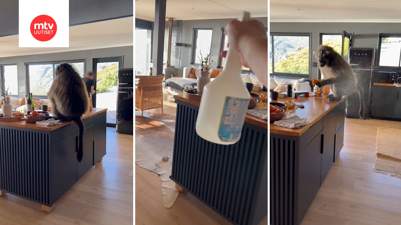 Paviaani tunkeutui keittiöön Etelä-Afrikassa | MTV Uutiset