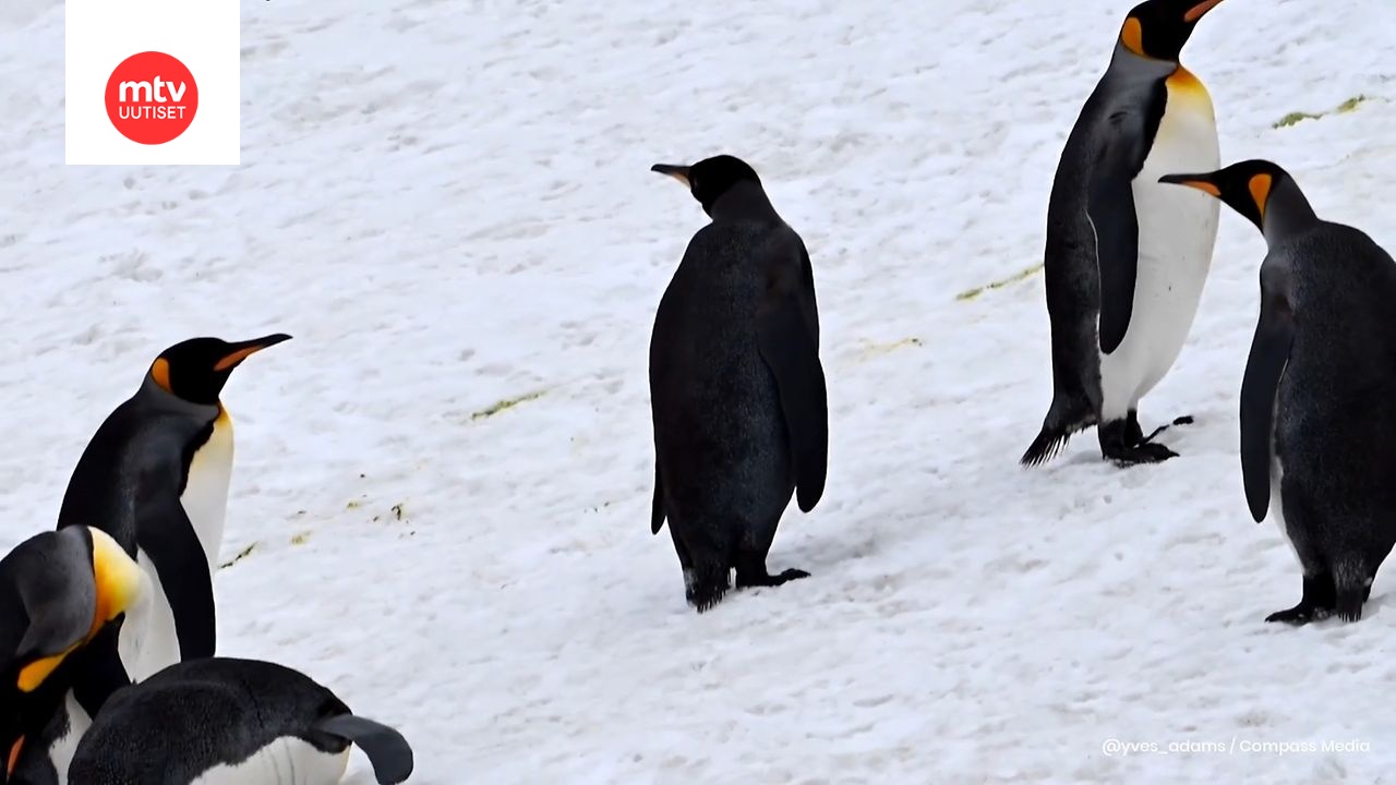 Täysin musta pingviini havaittiin Etelä-Georgiassa | MTV Uutiset