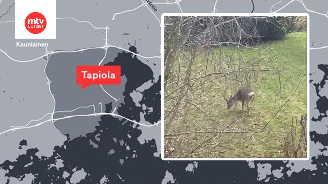 Alma tallensi kolmijalkaisen kauriin videolle Espoossa | MTV Uutiset