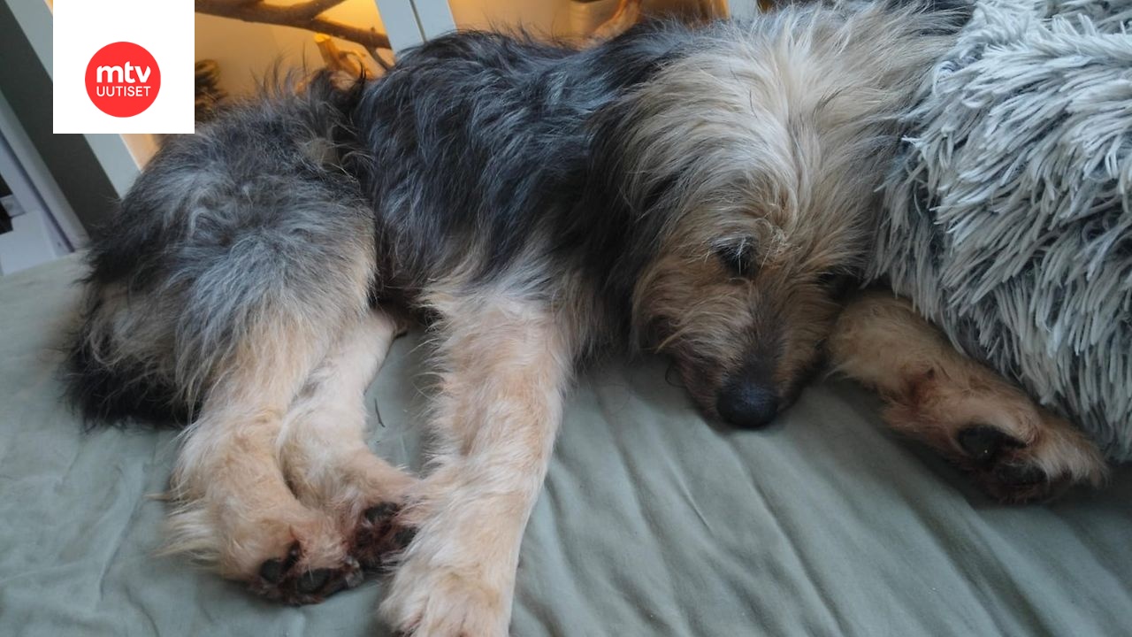 Ransu karkasi Suomeen Svetogorskin koiratarhalta Venäjältä | MTV Uutiset