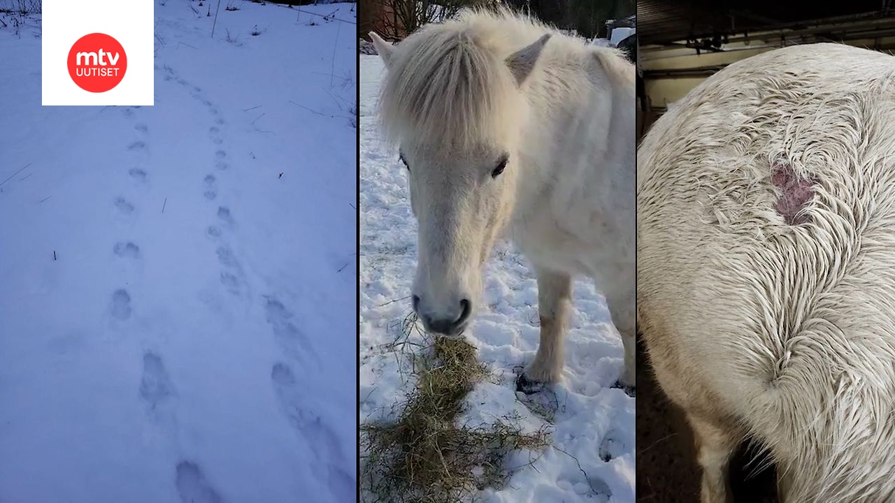 Krapi-hevonen koki kovia suurpetokaksikon kynsissä | MTV Uutiset