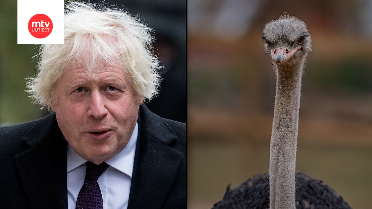 Strutsi pahoinpiteli Boris Johnsonia | MTV Uutiset
