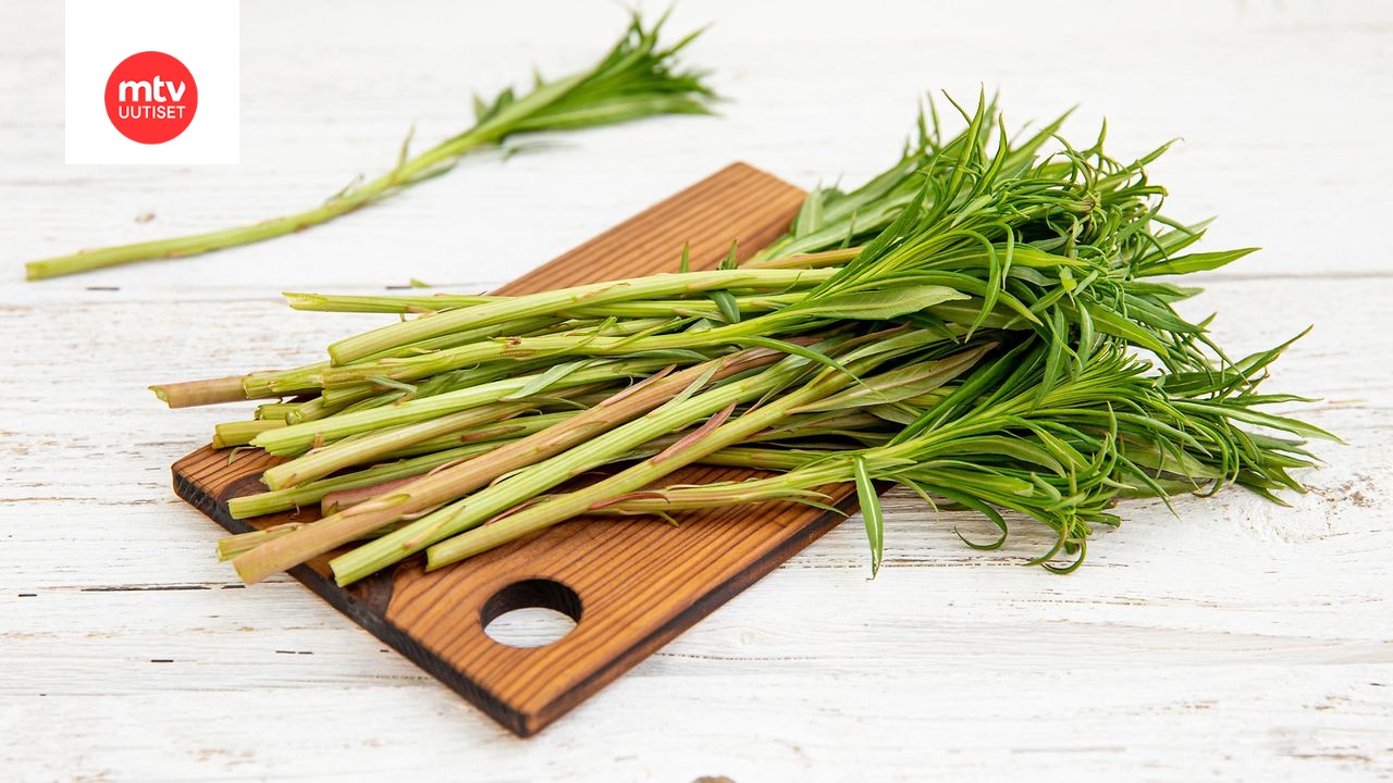 Parsan voi korvata köyhän miehen parsalla eli maitohorsmalla | Makuja | MTV Uutiset