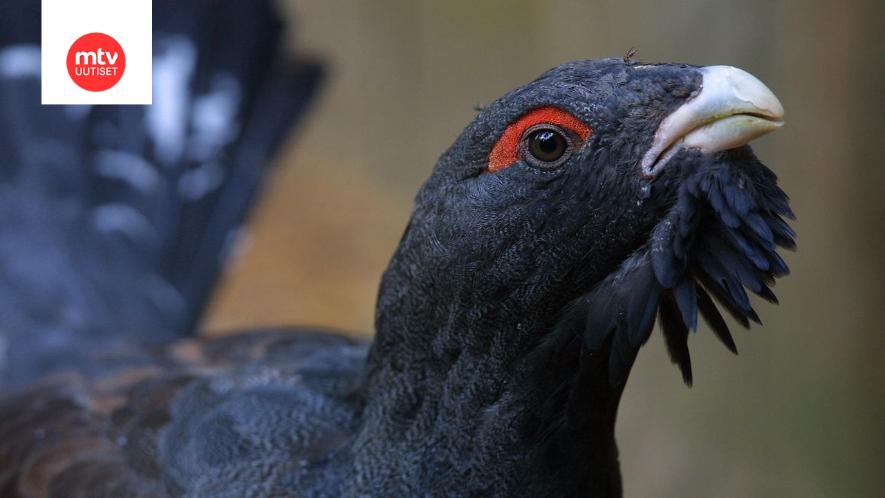 Näin ilmastonmuutos vaikuttaa jo Suomen luontoon | MTV Uutiset