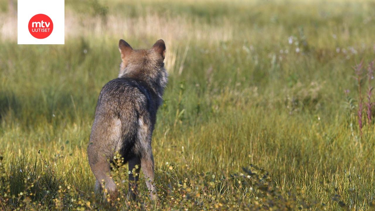 Susi myrkytetty Puolangalla vaarallisella myrkyllä – poliisi varoittaa ihmisiä | MTV Uutiset