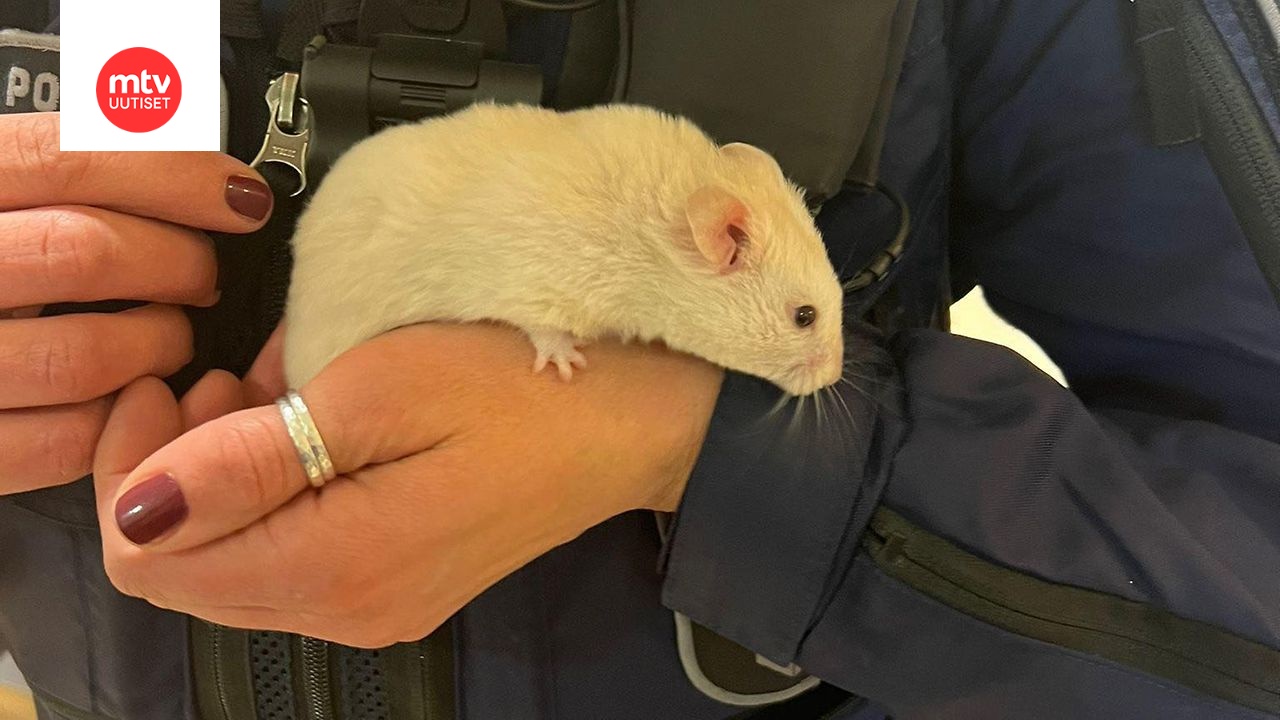 Poliisi pelasti hamsterin leikkipuistosta Rovaniemellä | MTV Uutiset