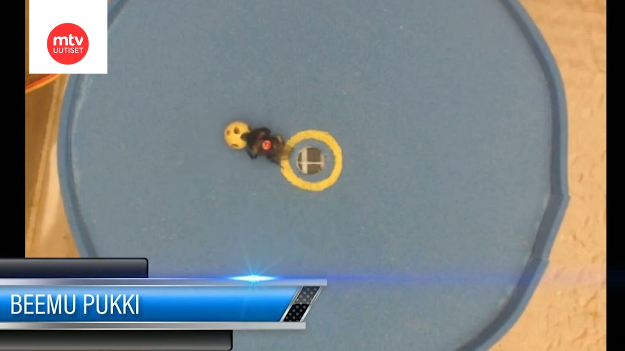 Video: Jalkapalloa pelaavat kimalaiset hämmästyttävät | MTV Uutiset