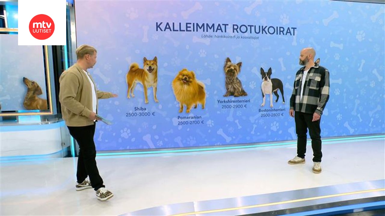 Mitkä ovat kalleimmat ja halvimmat koirarodut? | MTV Uutiset