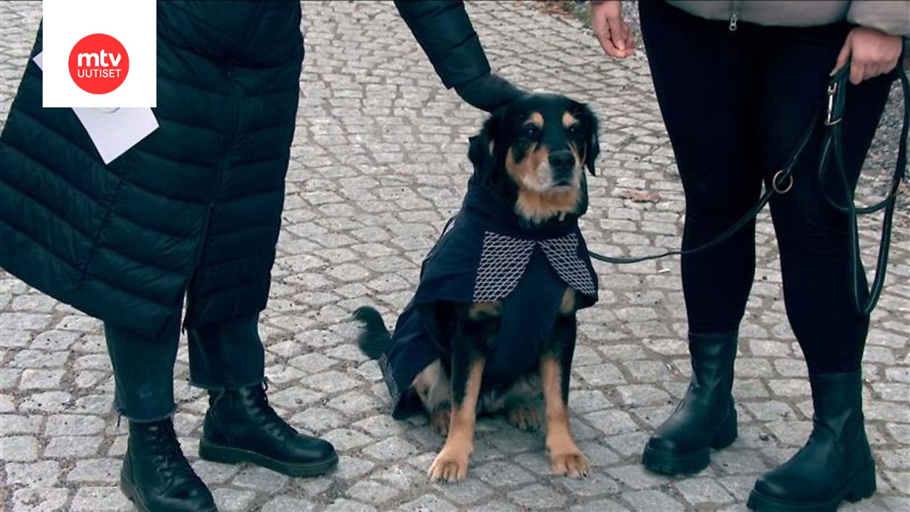 Tarvitseeko koira takin tai tossut? | MTV Uutiset