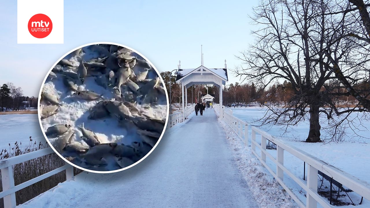 Kalojen joukkokuolema Helsingin meren jäällä ihmetyttää | MTV Uutiset
